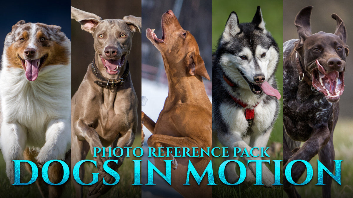 Dogs In Motion - Reference Photo Pack For Artists 464 JPEGs – S3ART Store