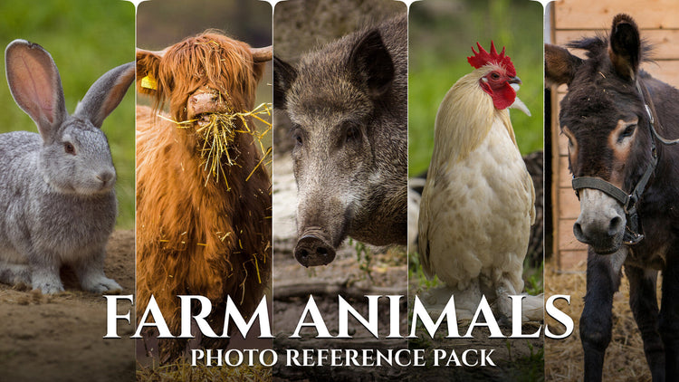 Farm Animals- Photo Reference Pack For Artists 522 JPEGs – S3ART Store