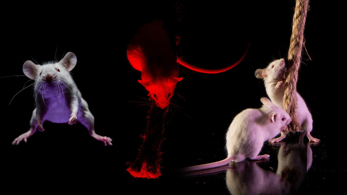 Mice - Photo Reference Pack For Artists 357 JPEGs – S3ART Store