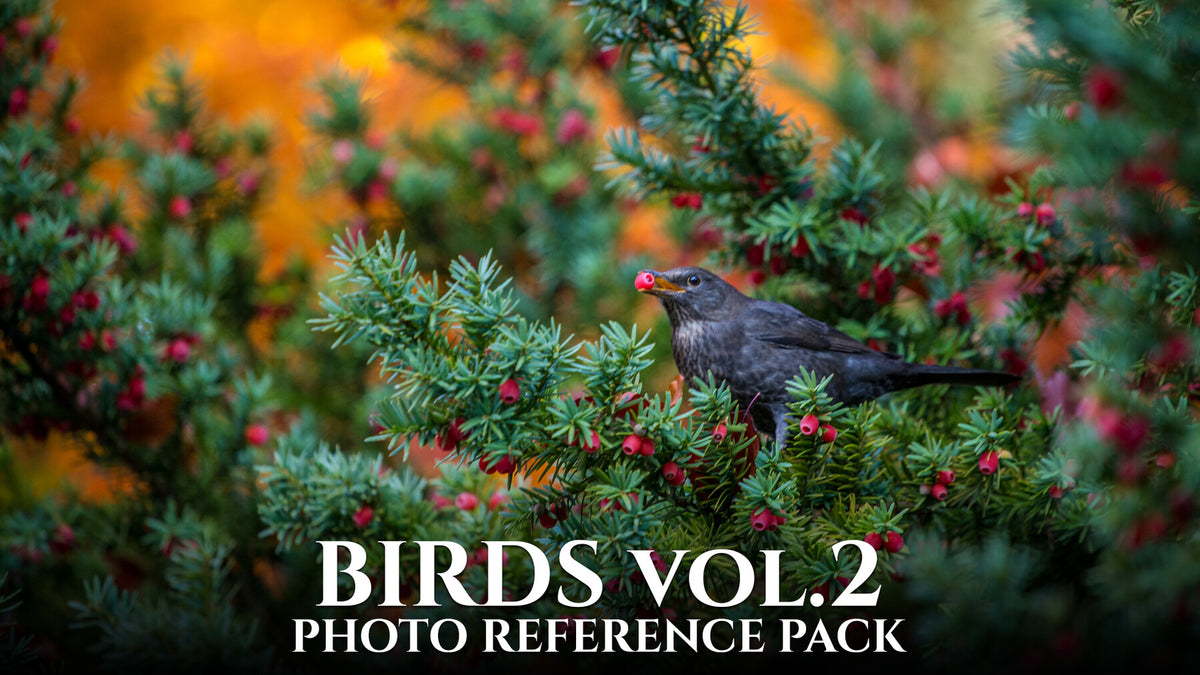 Birds Photo Reference Pack For Artists | S3ART Store