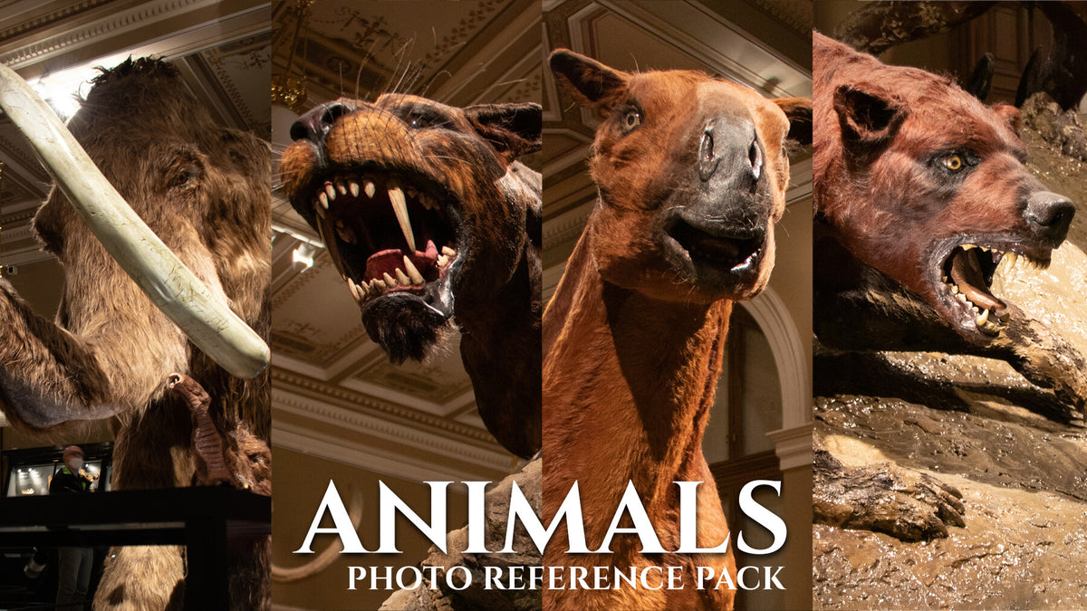 Animals-Photo Reference Pack- 140 JPEGs – S3ART Store