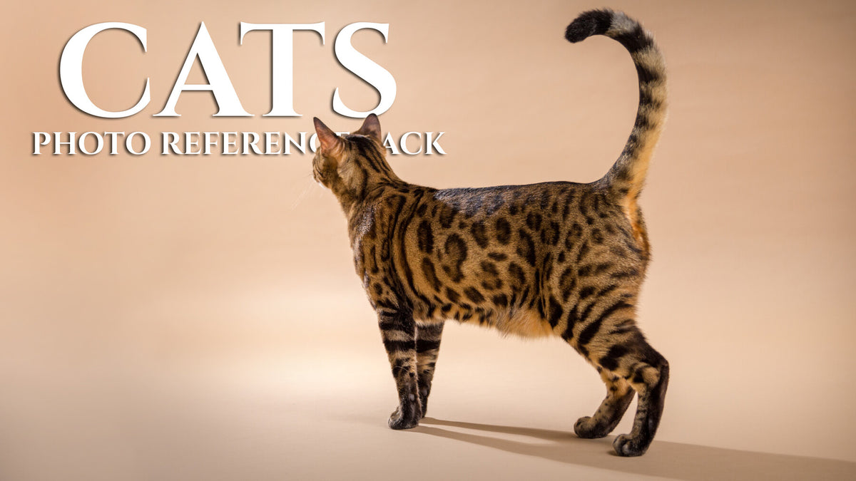 Cats - Photo Reference Pack For Artists | S3ART Store